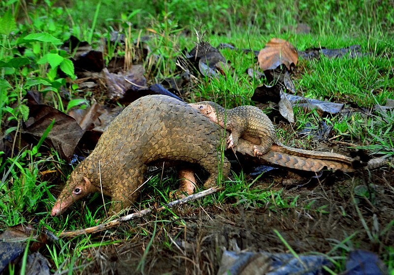 Simone Scriven | POGOs and Pangolins