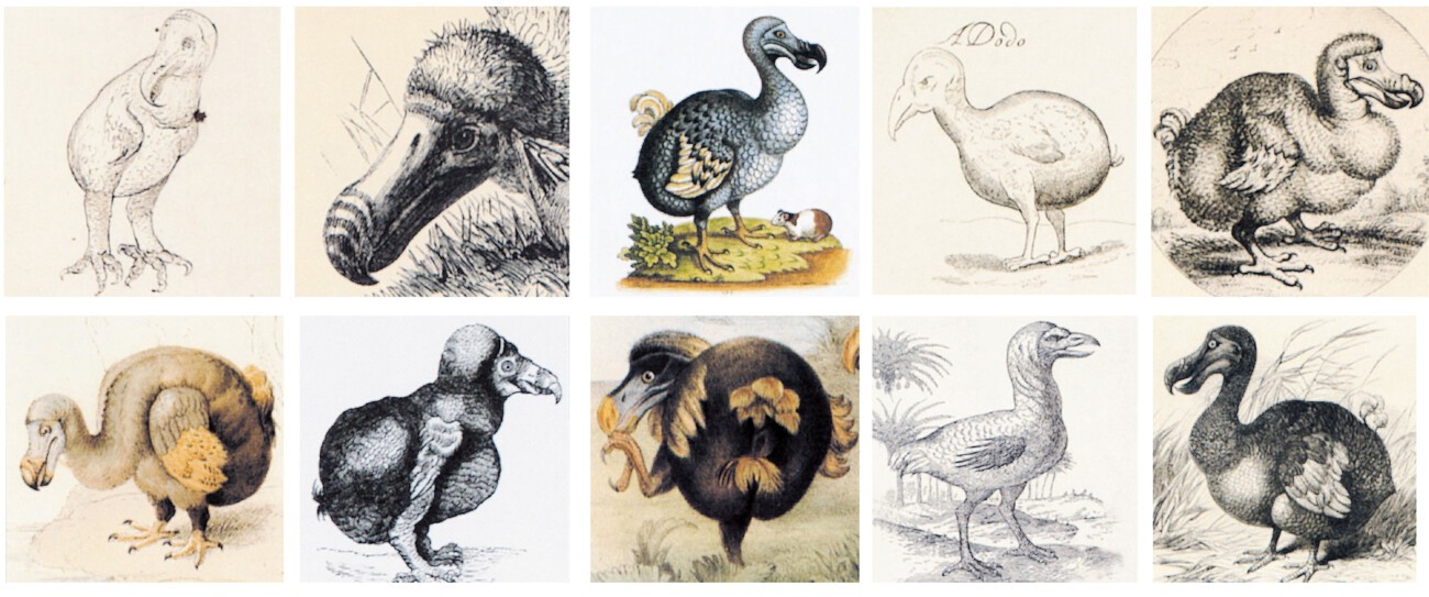 Andrew Sugden · ‘We shot a new pigeon’