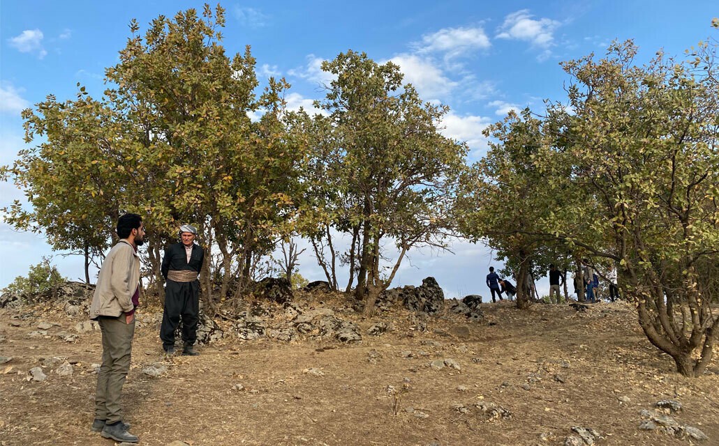 Harriet Rix | The Acorn Harvest in Iraqi Kurdistan