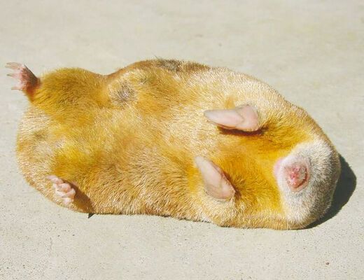 Katherine Rundell · Consider the Golden Mole