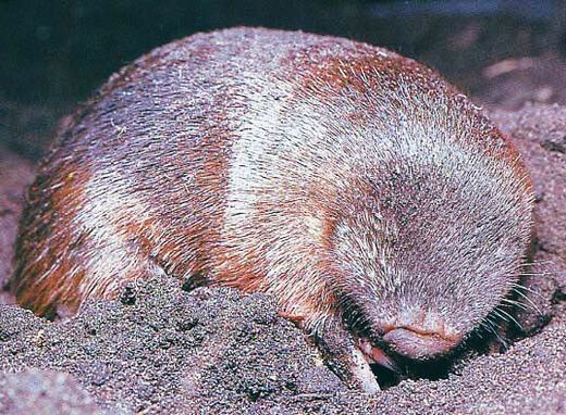 Katherine Rundell · Consider the Golden Mole