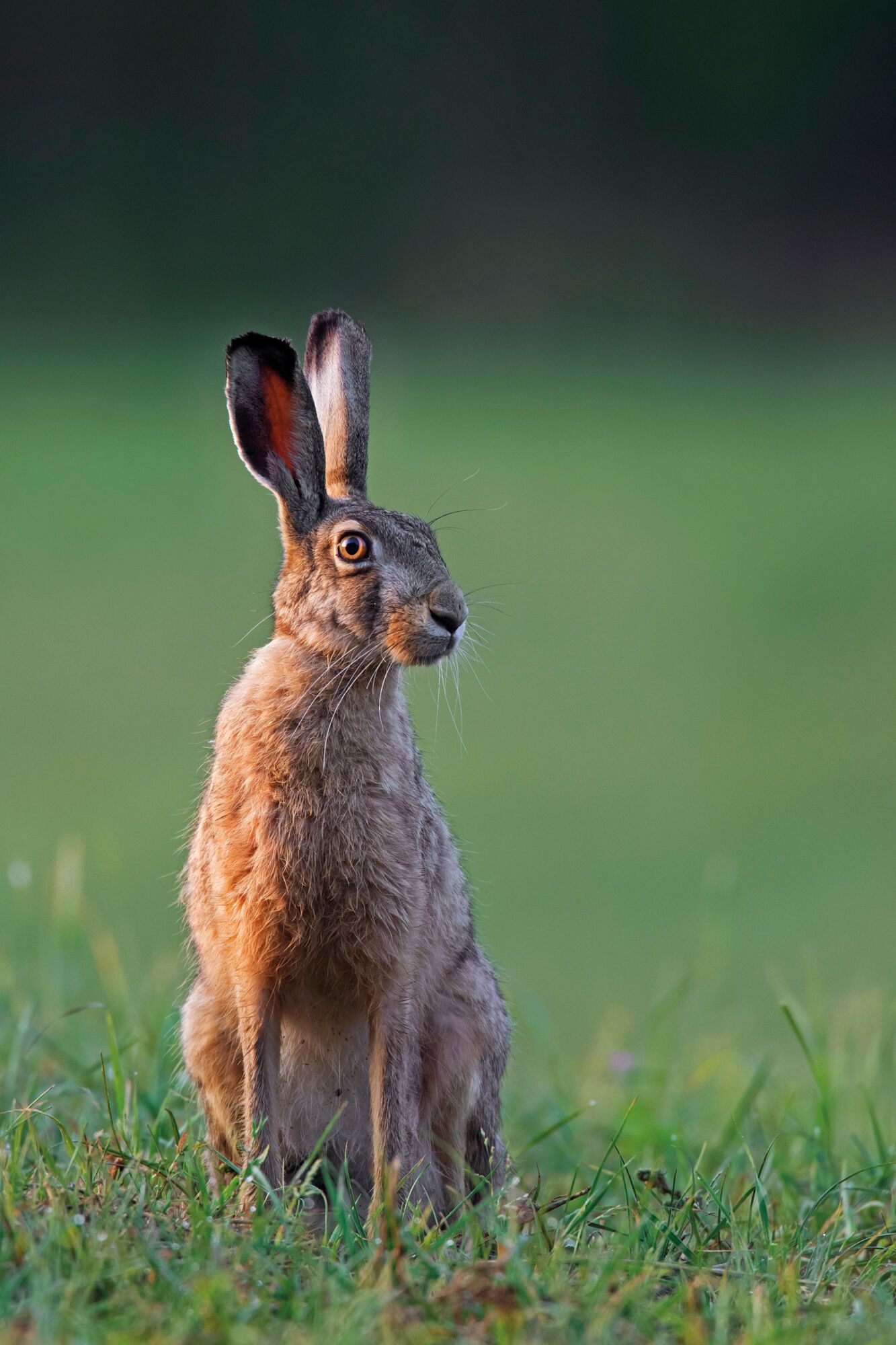 Katherine Rundell · Consider the Hare