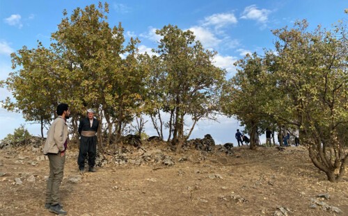 Harriet Rix | The Acorn Harvest in Iraqi Kurdistan