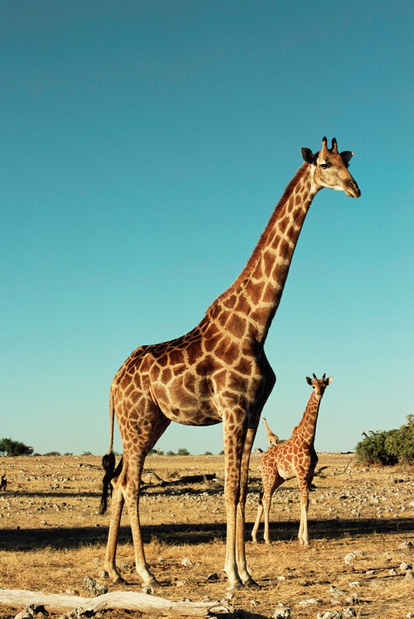 Katherine Rundell · Consider the Giraffe