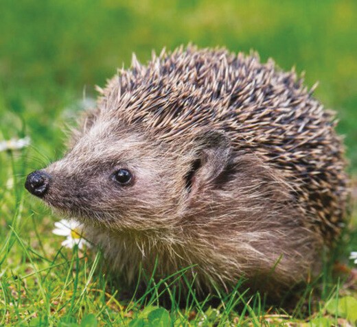 how to make a hedgehog unroll