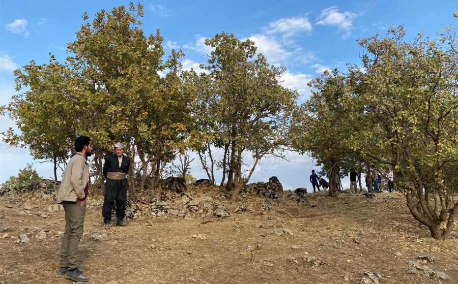 Harriet Rix | The Acorn Harvest in Iraqi Kurdistan