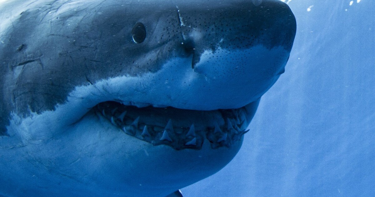 Liam Shaw | ‘What’s That Noshin’ On My Laig?’