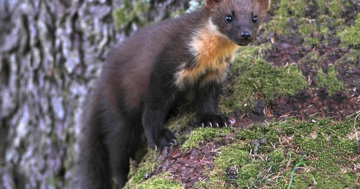 Quentin Shaw | Return of the Pine Marten
