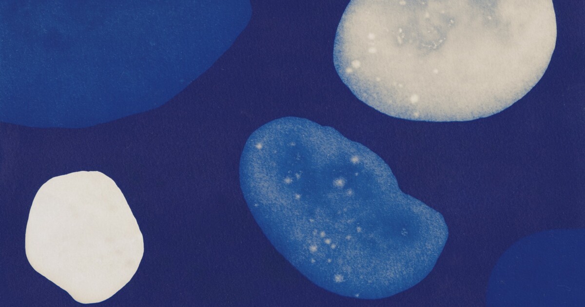 Stephen Mulhall · Self-Interpreting Animals