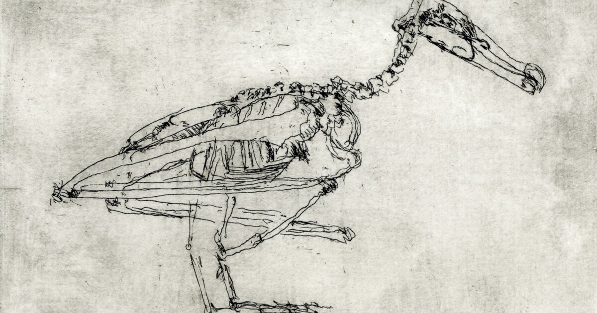 Gaby Wood · Diary: How to Draw an Albatross