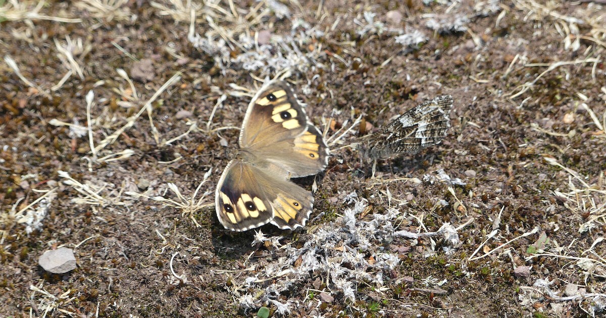 Quentin Shaw | Butterfly Effect
